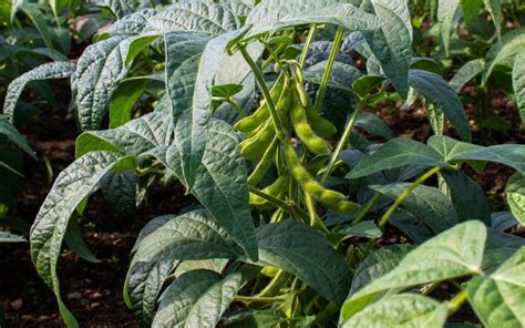 Optimise Dryland Maize And Soybean Production With Kynoch Fertilizer