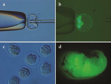 Microinjection Of 10 Es Cells Into A Blastocoele Of E4 5 Blastocyst Download Scientific Diagram