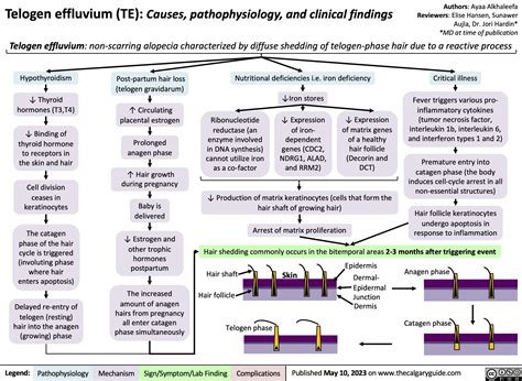 Telogen Effluvium Calgary Guide