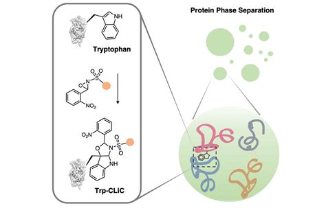 Targeting Tryptophan New Technique Opens Door To Novel Drug Synthesis