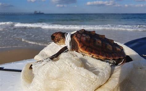 Les Déchets En Plastique à Lorigine De La Prise En Charge Dune Tortue