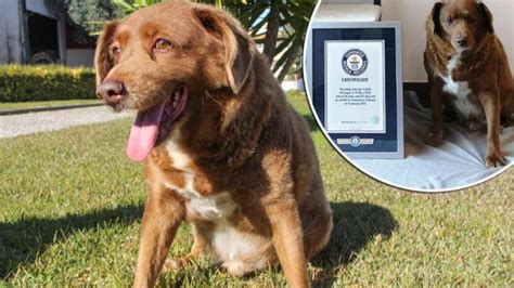 E Port 學習情報誌 世界最老狗瑞過世！萄萄牙獒犬31歲嵩壽逝