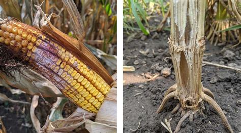 Corn Diseases Sdsu Extension