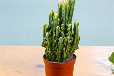 万重山盆栽植物图片 高清图片素材