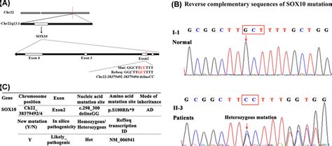 Schematic Representation Of The Sox10 Gene And The Mutation On Sox10 In