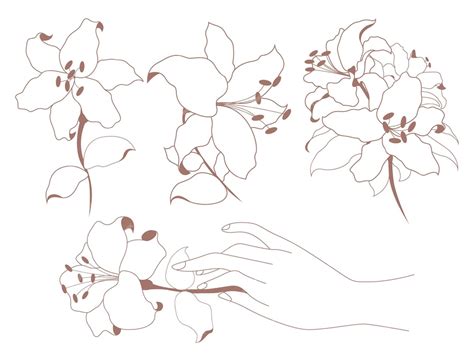 Premium Vector Vector Lilies Flower Illustration