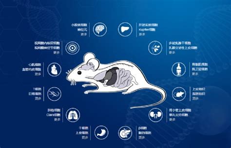 Cre Lox系统介绍及使用汇总生物器材网