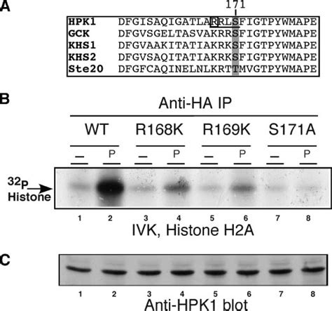 Serine 171 And Arginine 168 And 169 Are Critical For Pge 2 Induced Hpk1