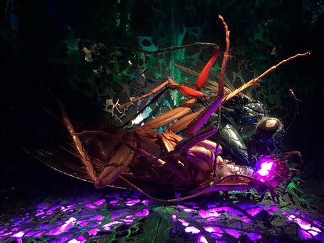 Emerald Cockroach Wasp Diorama Entomology Today