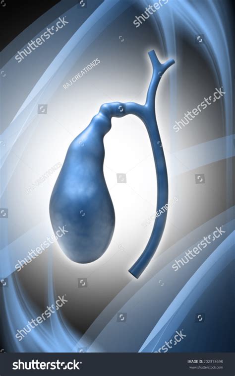 Digital Illustration Gallbladder Color Background Stock Illustration