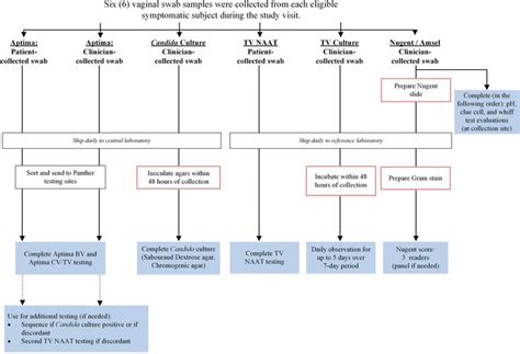 Sample Workflow And Testing Algorithm The Red Boxes Denote Sample Download Scientific Diagram