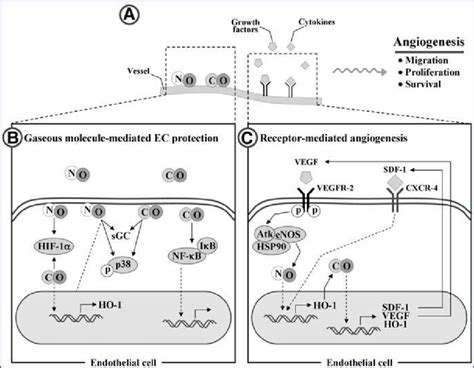 Ho 1 Induced Angiogenesis A Ho 1 Is Induced By No And Co