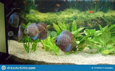 Freshwater Tropical Fish Tank