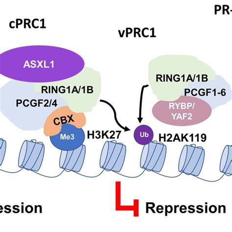 Asxl12 And Multiprotein Complex Regulation Of Gene Expression By
