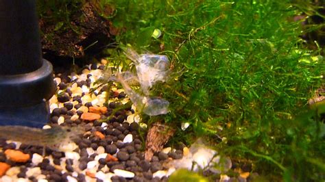 Amano Shrimp Molting Youtube
