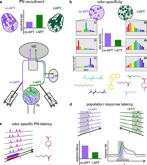 Parallel Odorant Processing In The Honeybee Dual Olfactory Pathway