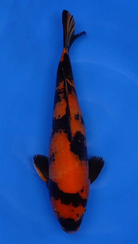 Hi Utsuri 18″ 240112371 Sacramento Koi