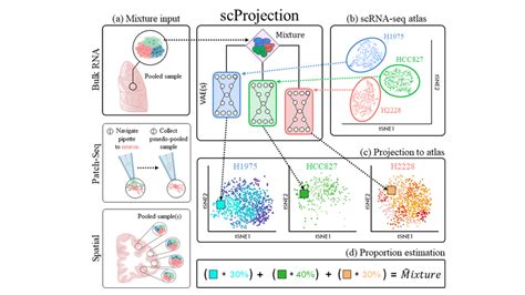 Schematic Of Cell Type Projection And Abundance Estimation With Download Scientific Diagram