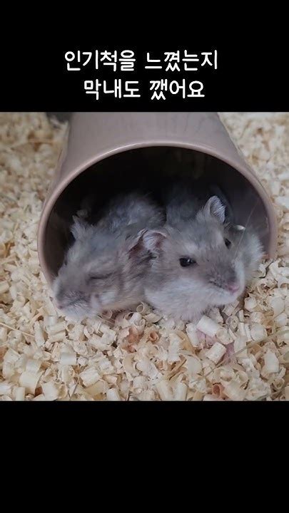 같이 자는 햄스터 자매 [할머니 뚱이and막내] Shorts Youtube