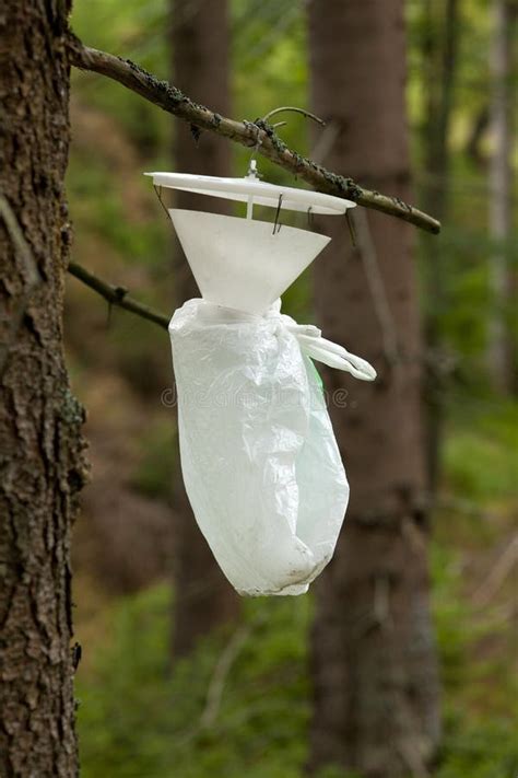 Forest Protect Against Tree Pests Stock Photo Image Of District Worm