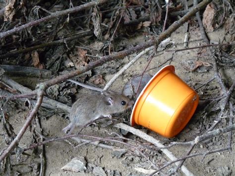 Two Mouses 2 By Jagoda6 On Deviantart