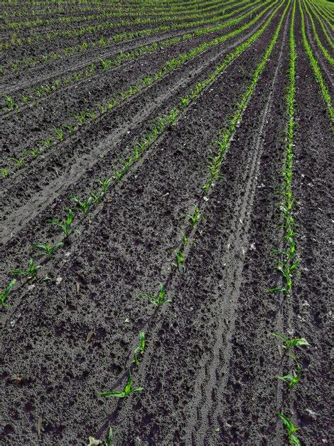 Premium Photo Seedling Corn In The Season When It Rains Farmers Have Planted