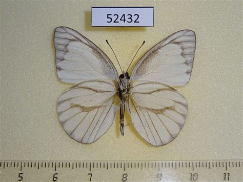 Pieridae Appias Olferna Thailand Fareastinsects