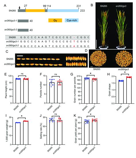 The Yield Related Traits Of Super Rice Variety Sn265 And Gs3 Download Scientific Diagram