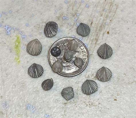 Caesar Creek Oh Fossils Rfossilporn