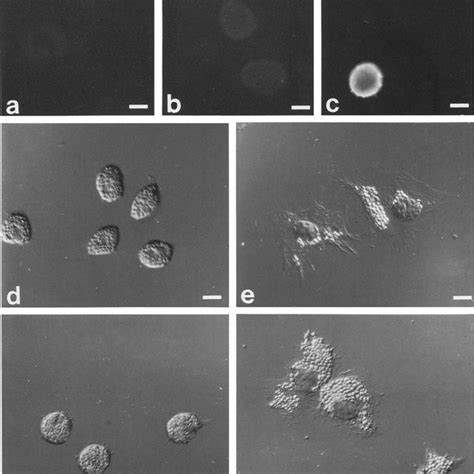 A G Binding And Biological Activity Of The 3 1 3 Glucan Binding Download Scientific Diagram