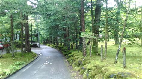 軽井沢を散策・カラマツ林に溶け込む別荘を風景にして なごやねっと