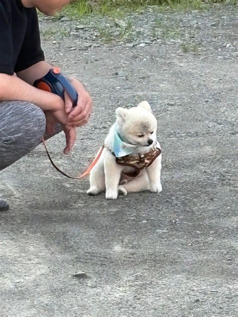 「もう一人で歩けない」散歩で疲れはてた犬さん「抱っこ待ち」の姿に「お顔に固い決意が表れてますね」