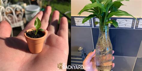 How To Propagate Peace Lily In The Water