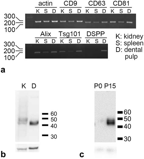 Gene Expression And Protein Expression Of Cd63 And Cd63 Related Genes
