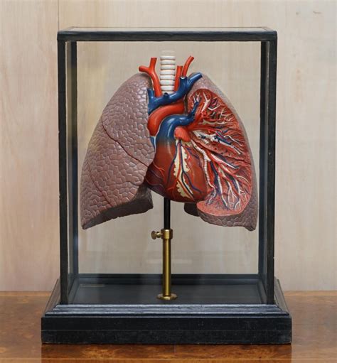 Vintage Anatomical Model Of Human Lungs In Display Case For Sale At Pamono