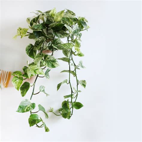 10 Best Bonsai Plants For Your Home According To Bonsai Specialists