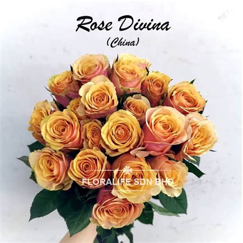 Rose Divina 迪威娜 China Floralife Sdn Bhd