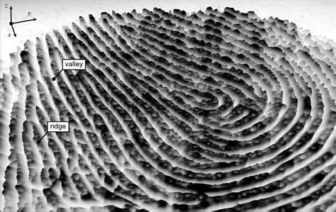 指纹识别综述3 特征提取指纹特征提取 Csdn博客