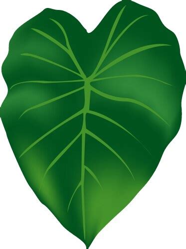 Taro Leaf Vector Images Over 140