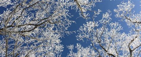 玉树琼花，宛若仙境——蒙山迎来绝美雾凇景观澎湃号·政务澎湃新闻 The Paper