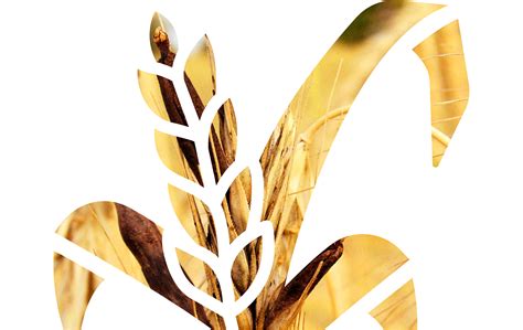 Mycotoxins Lohmann Breeders