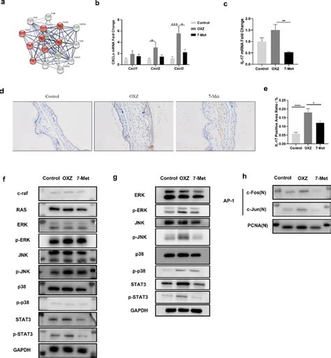 7 Methoxyisoflavone Downregulated Th17 Cells Subset A Download