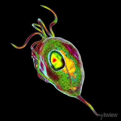 Trichomonas Vaginalis Protozoan Isolated On Black Background Wall