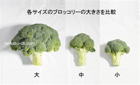 ブロッコリーの重さは1本、1株、1房で何グラム、大きさやカロリーは？ 生活知恵袋