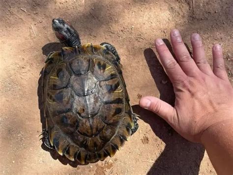 Do Red Eared Slider Turtles Bite And Hurt People Being Reptiles