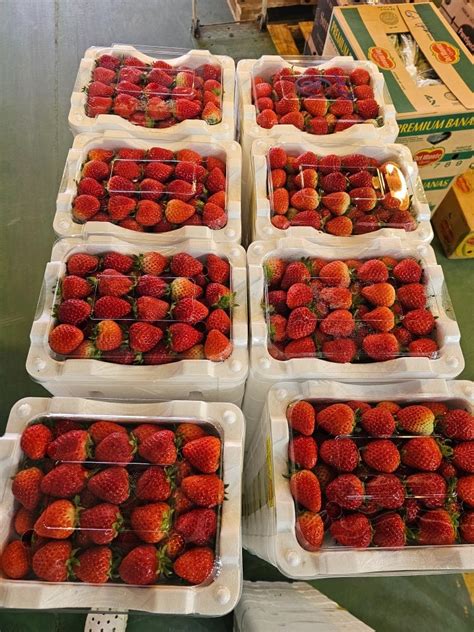 스치딸기2박스9900원 수박1통18000원 강원특별자치도 원주시 판부면 비즈프로필