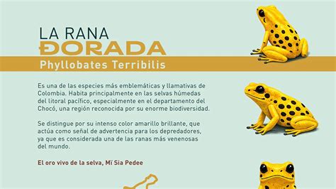 Alma Dorada Behance