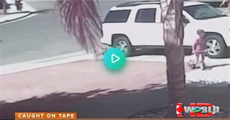 Cat Breaks Up Fight  On Imgur