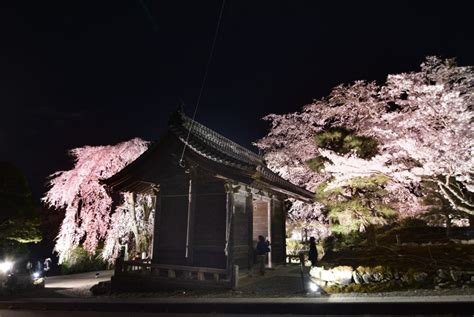 公式ホテル やまぶき 光前寺しだれ桜ライトアップ