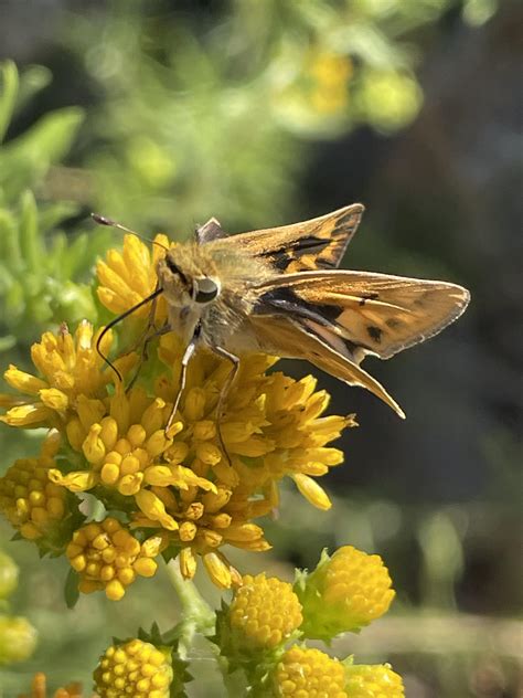 Butterfly Sticking Its Tongue Out At Me Rceanothus